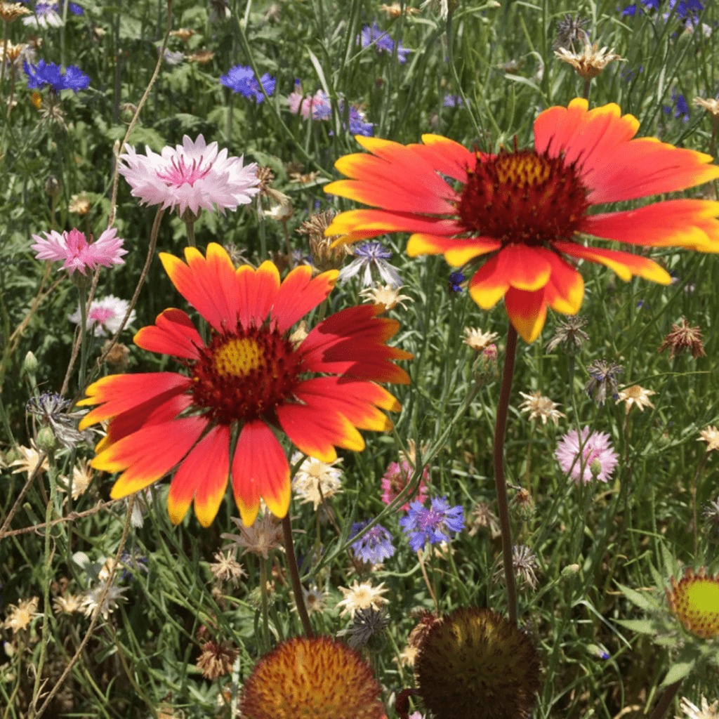Low Grow Wildflower Mix - Enhance Your Landscape with Vibrant Colors ...