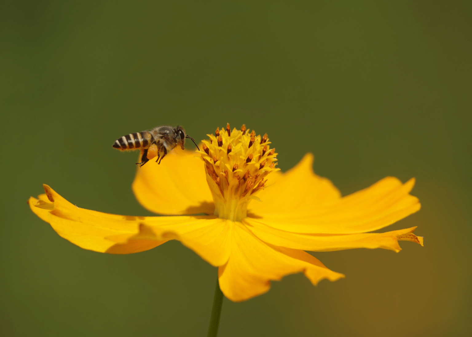Honey Bee Wildflower Mix - Attract Bees with AVSeeds
