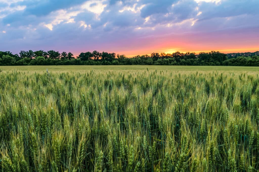 Nature's Choice Mix - AVSeeds